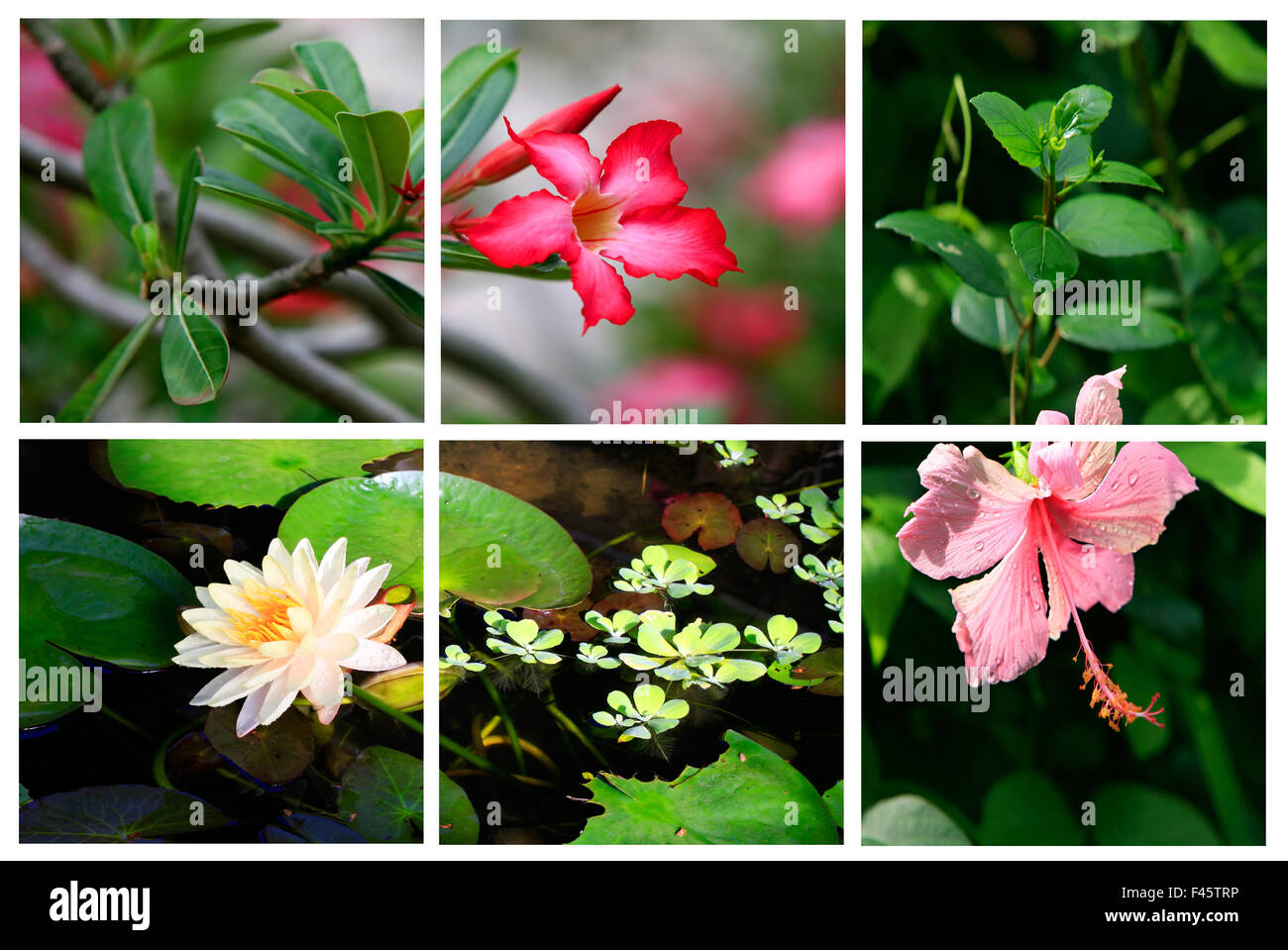 Tropical flower collage hi-res stock photography and images - Alamy