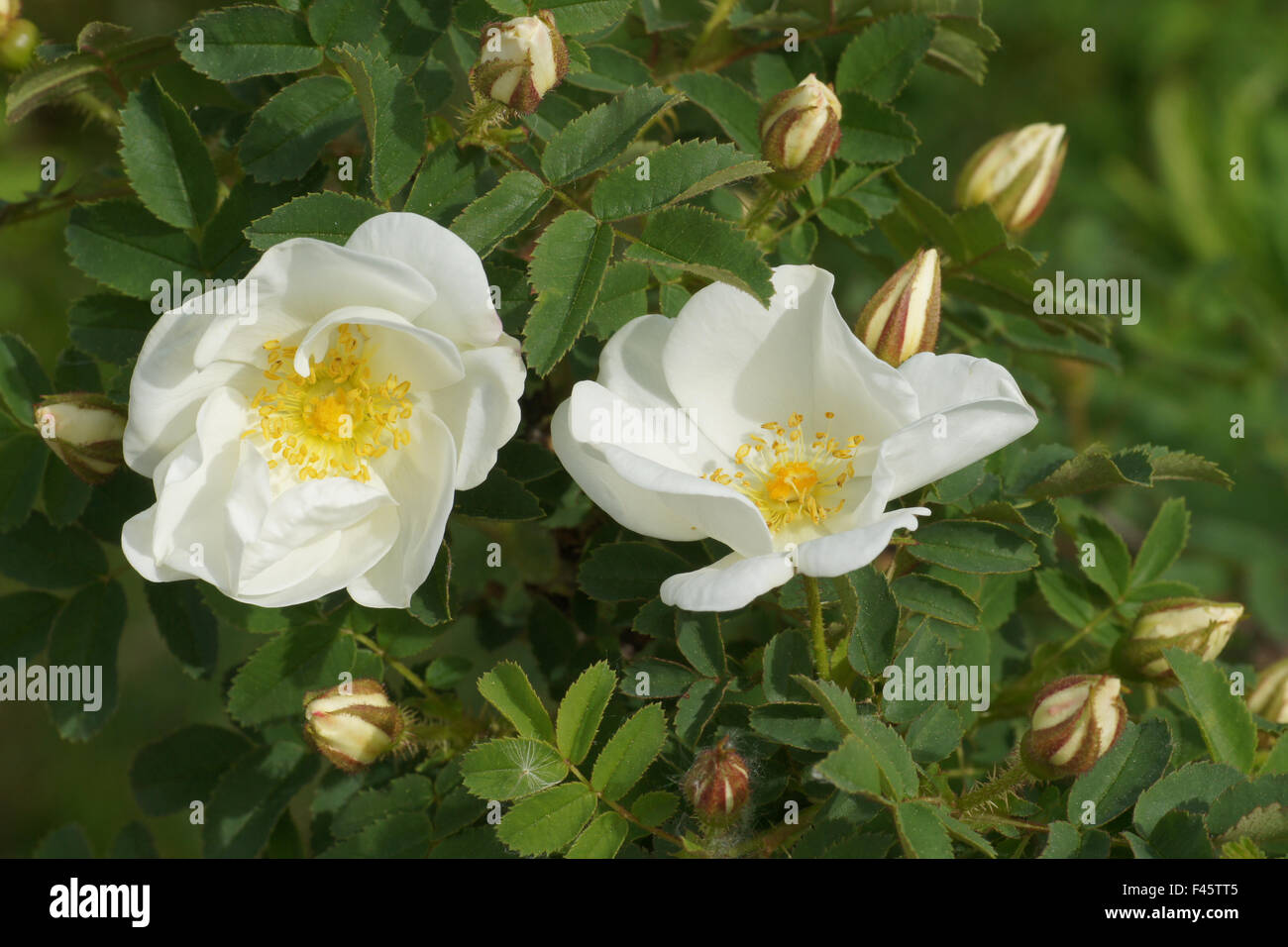 Bibernellrose High Resolution Stock Photography and Images - Alamy