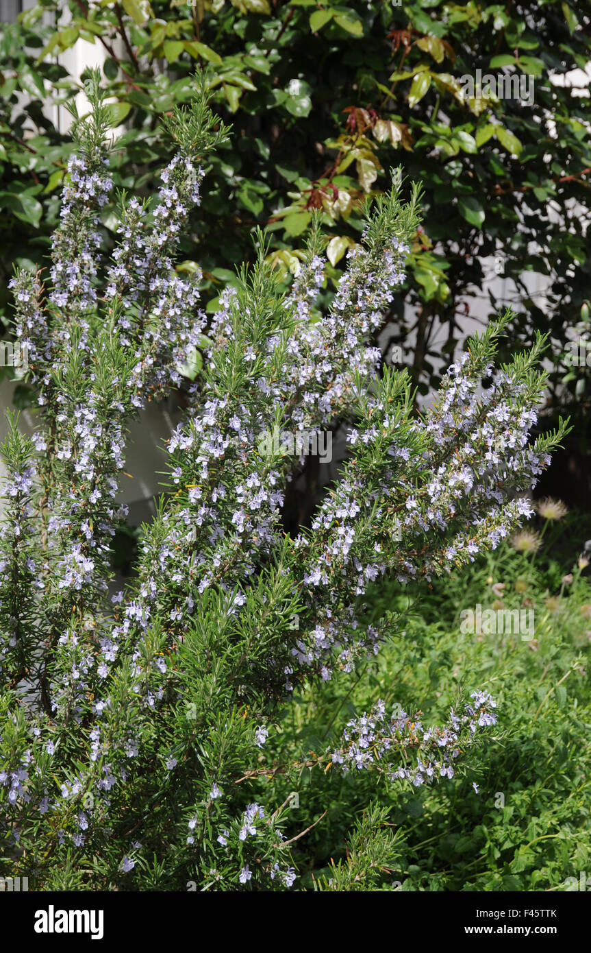 Rosmarinus officinale hi-res stock photography and images - Alamy