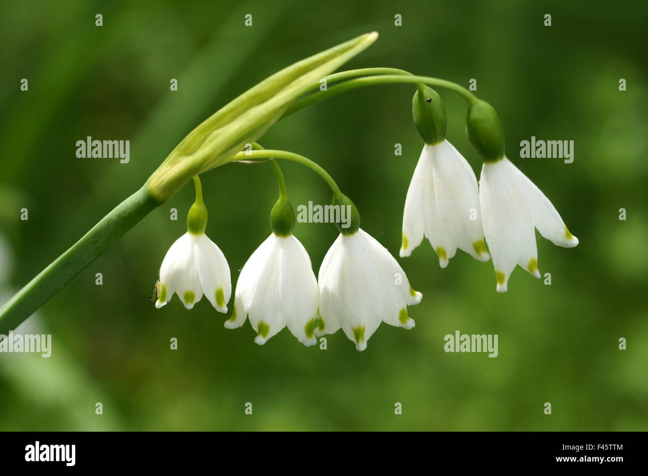 Summer snowflakes hi-res stock photography and images - Alamy