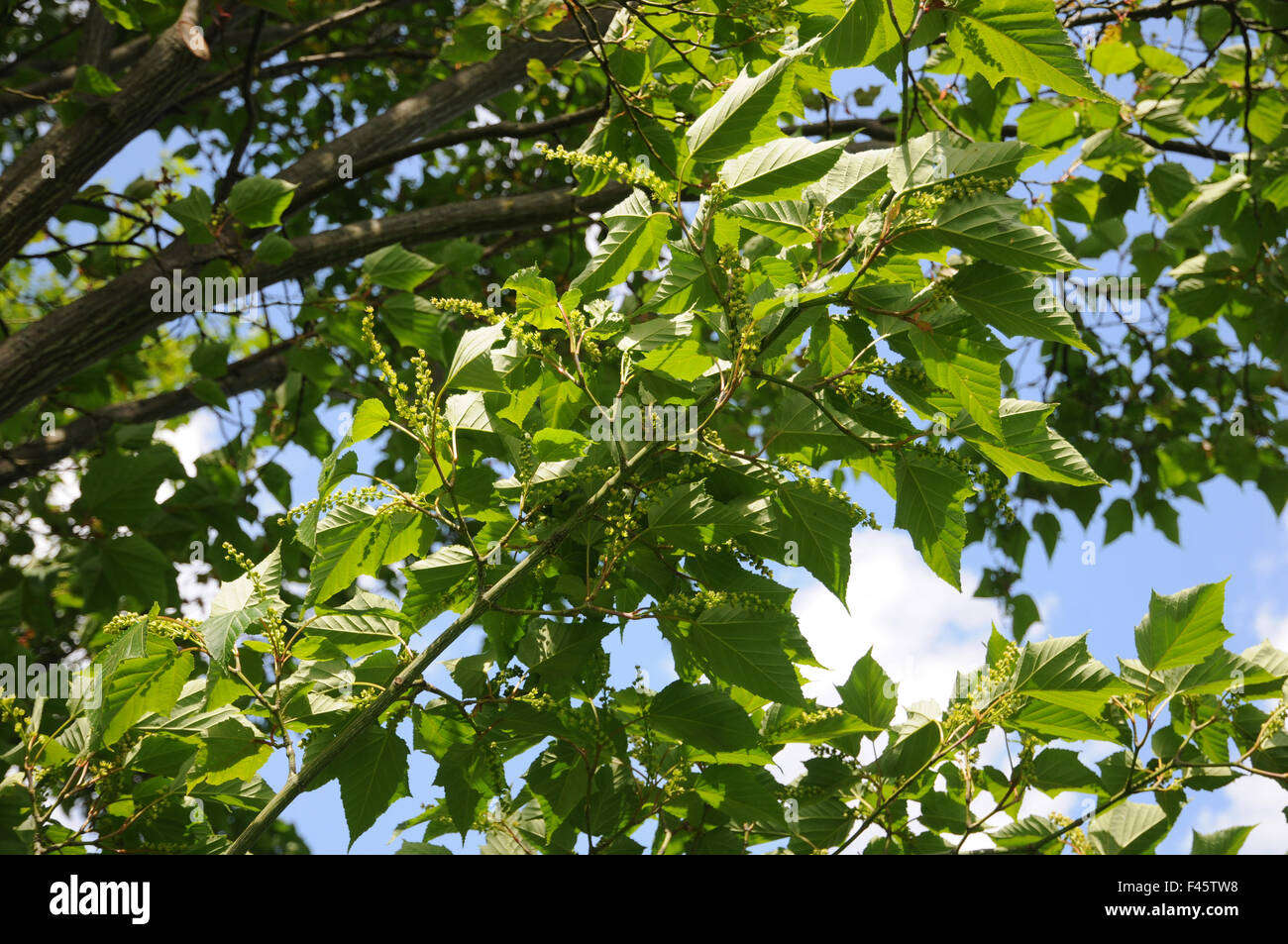 Snake bark maple tree hi-res stock photography and images - Alamy