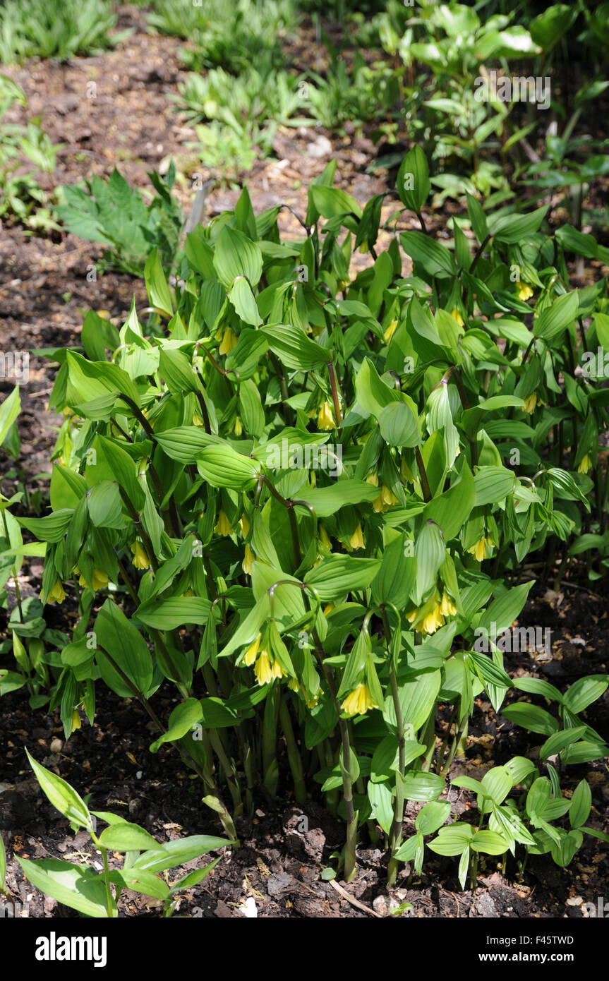 Fairybells hi-res stock photography and images - Alamy
