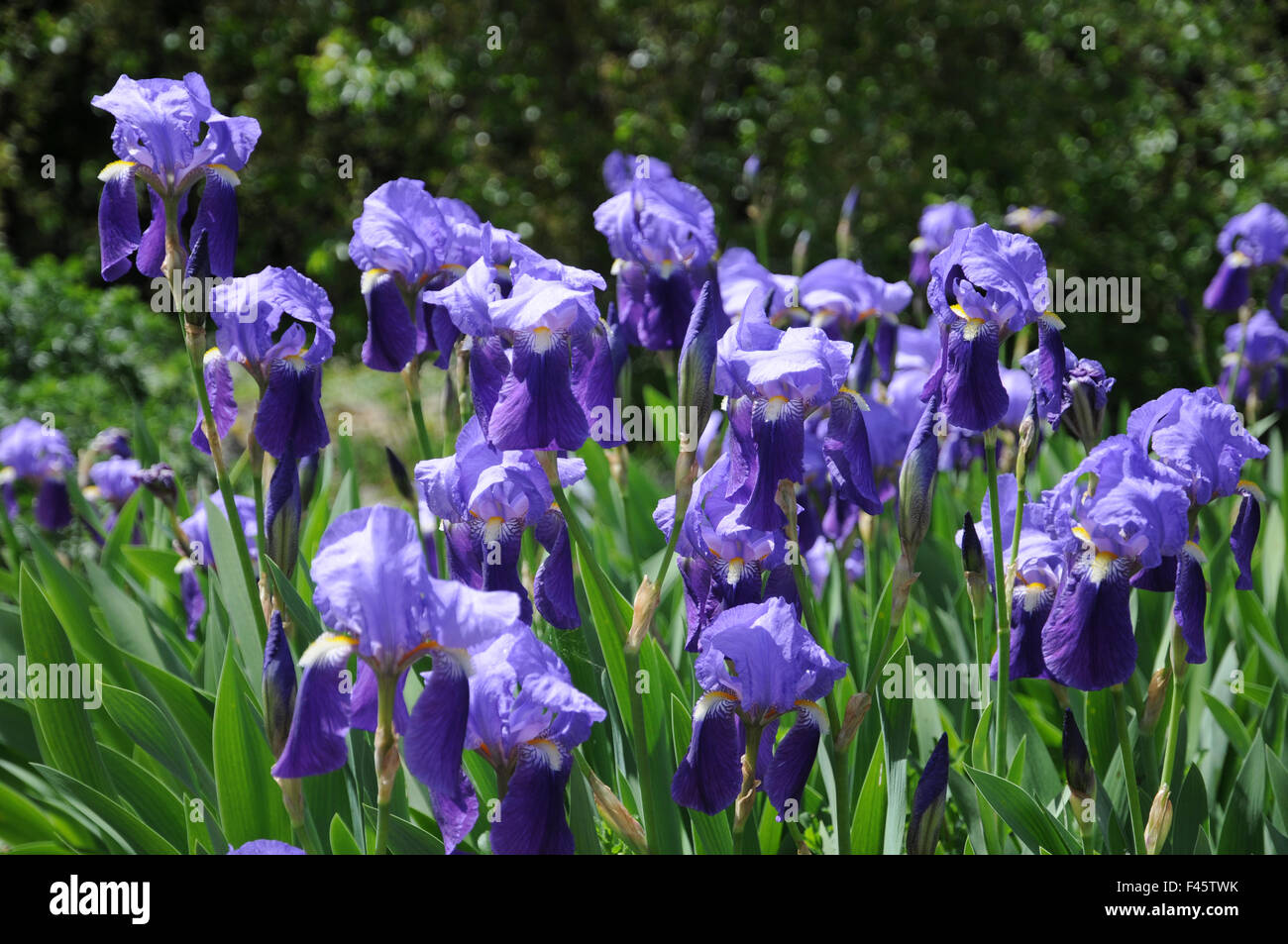Deutsche Iris High Resolution Stock Photography and Images - Alamy