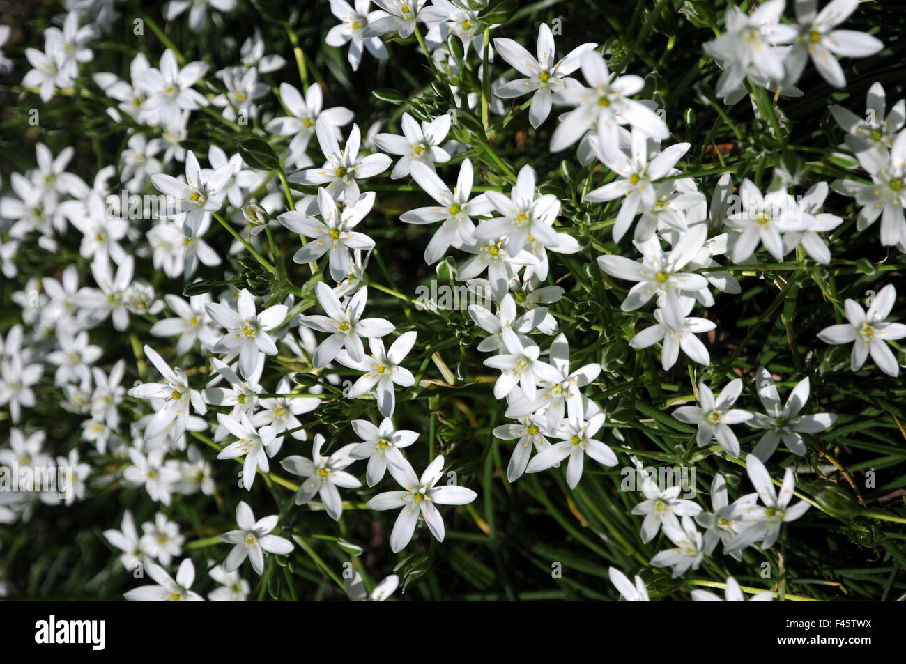 Star of bethlehem Stock Photo - Alamy