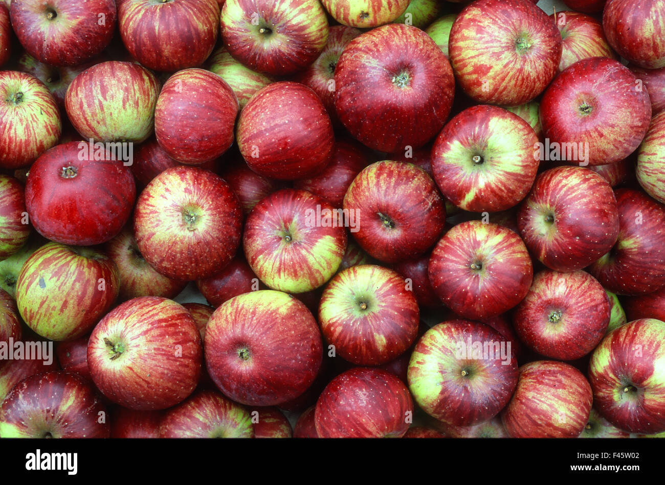 Apple harvest hi-res stock photography and images - Alamy