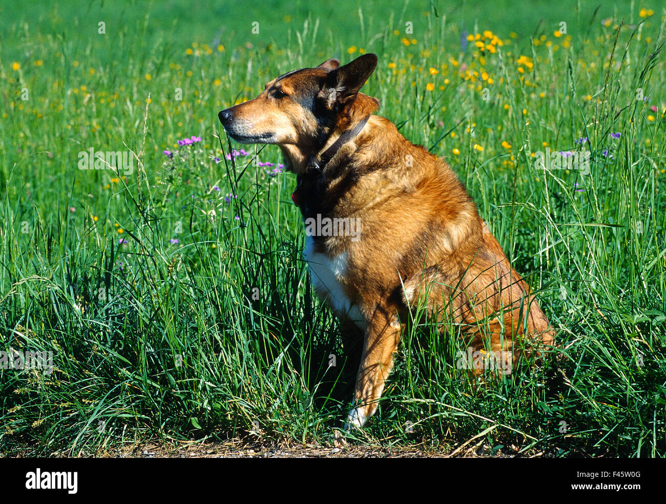 Hybrid animals hi-res stock photography and images - Alamy