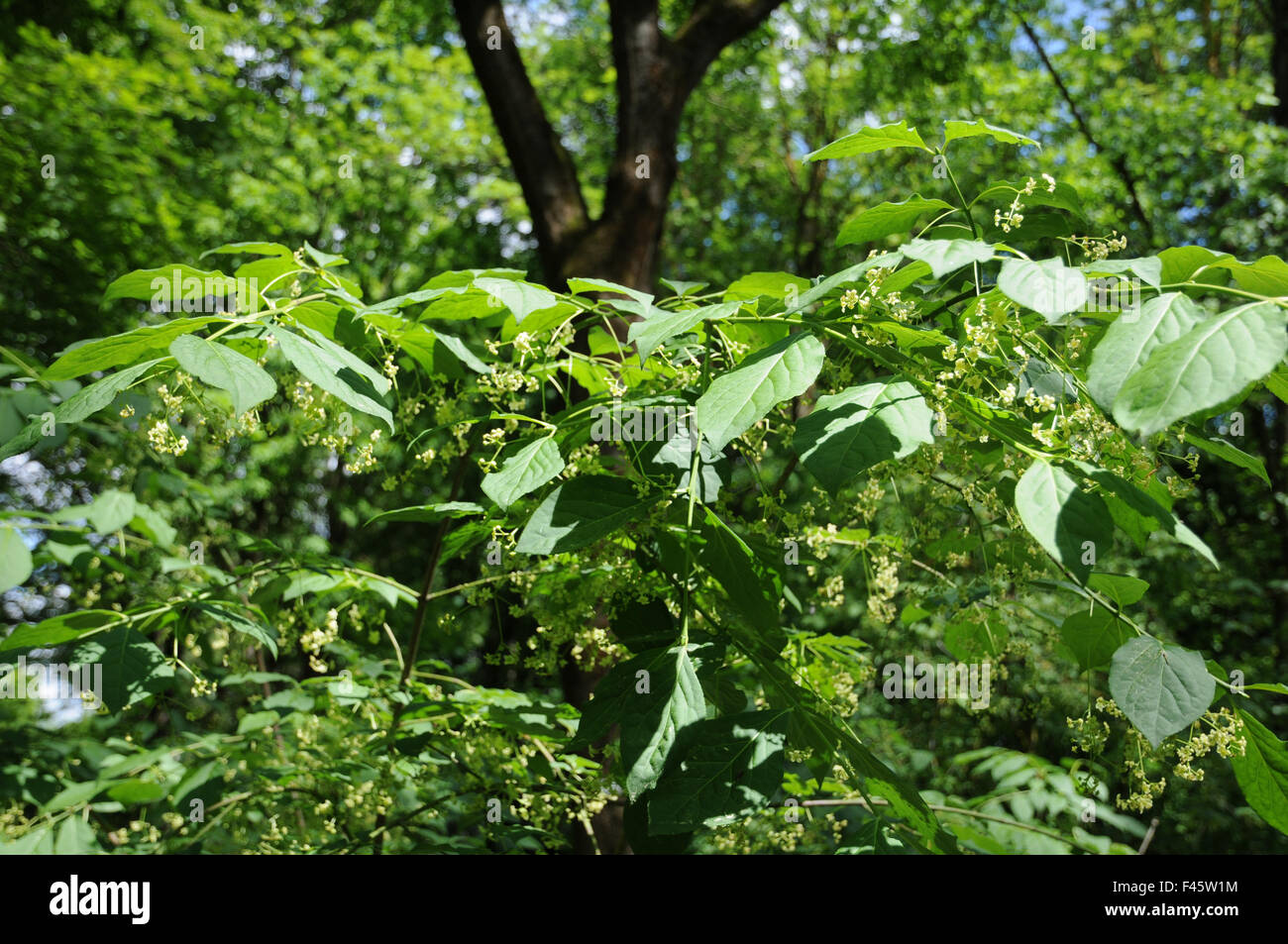 Large leaved plants hi-res stock photography and images - Alamy