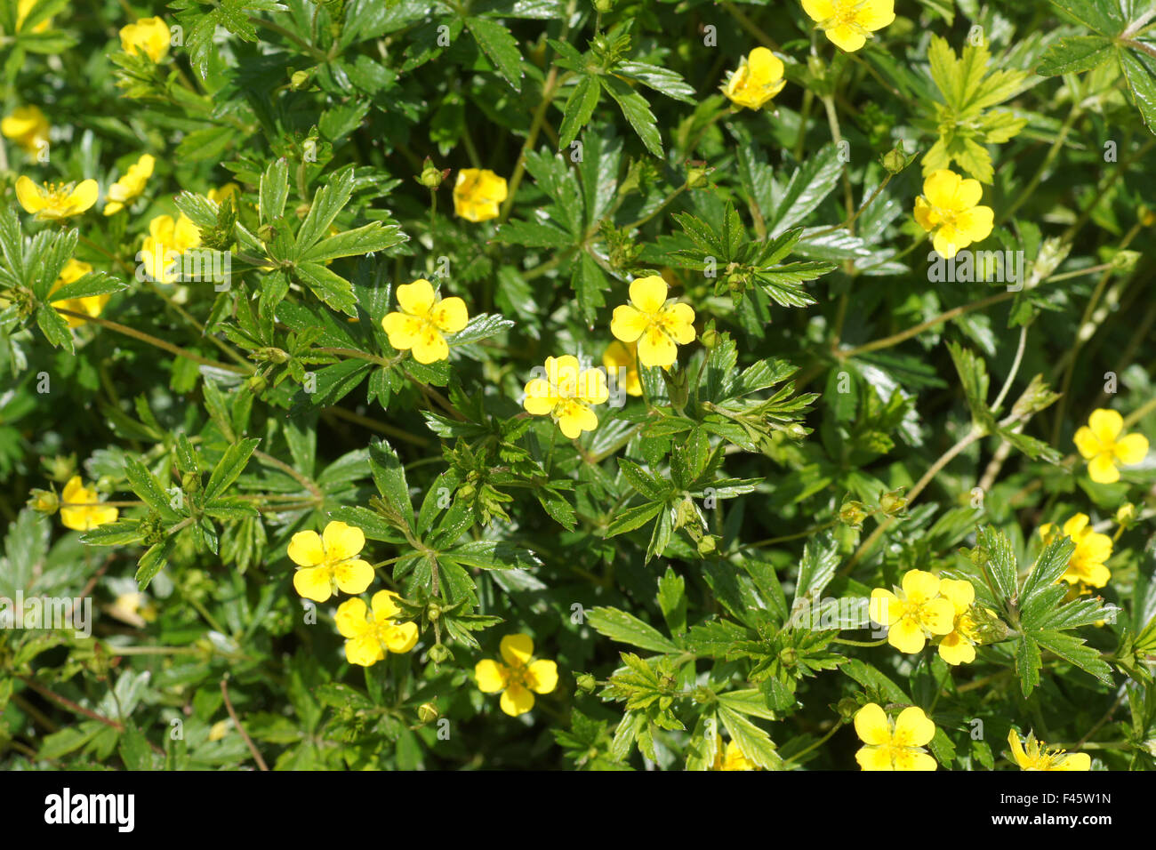 Blutwurz hi-res stock photography and images - Alamy