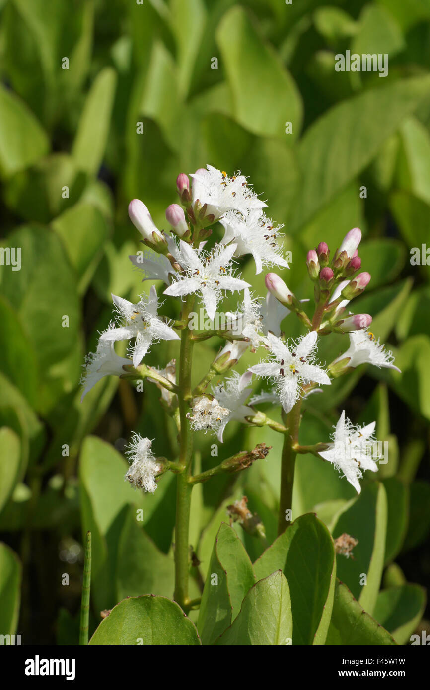 Bogbean hi-res stock photography and images - Alamy