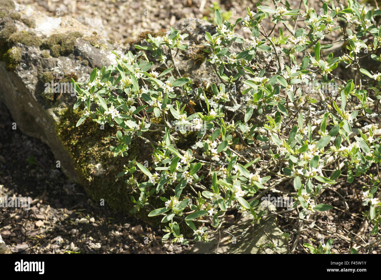 Daphne alpina hi-res stock photography and images - Alamy