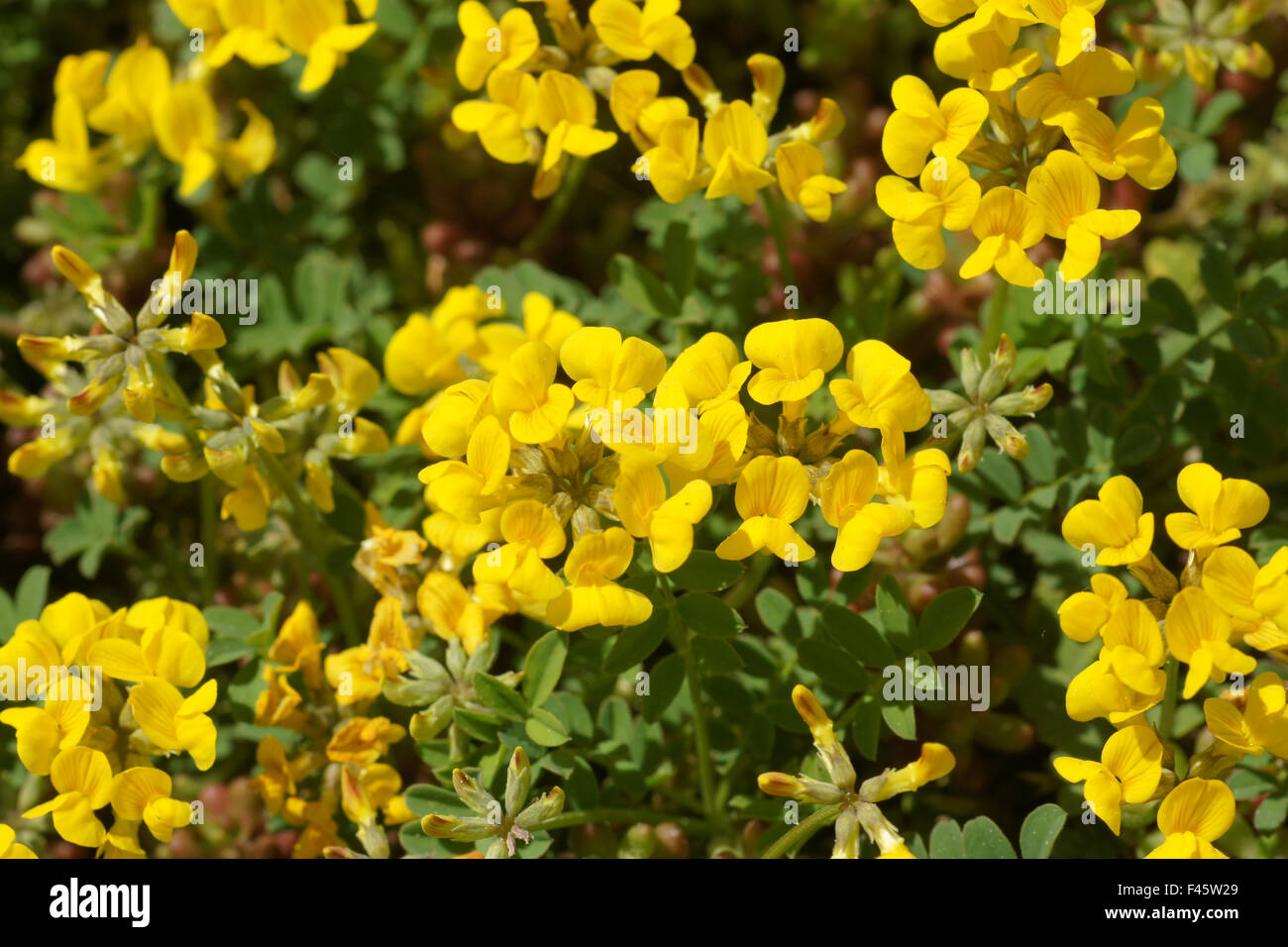 Horseshoe vetch hi-res stock photography and images - Alamy