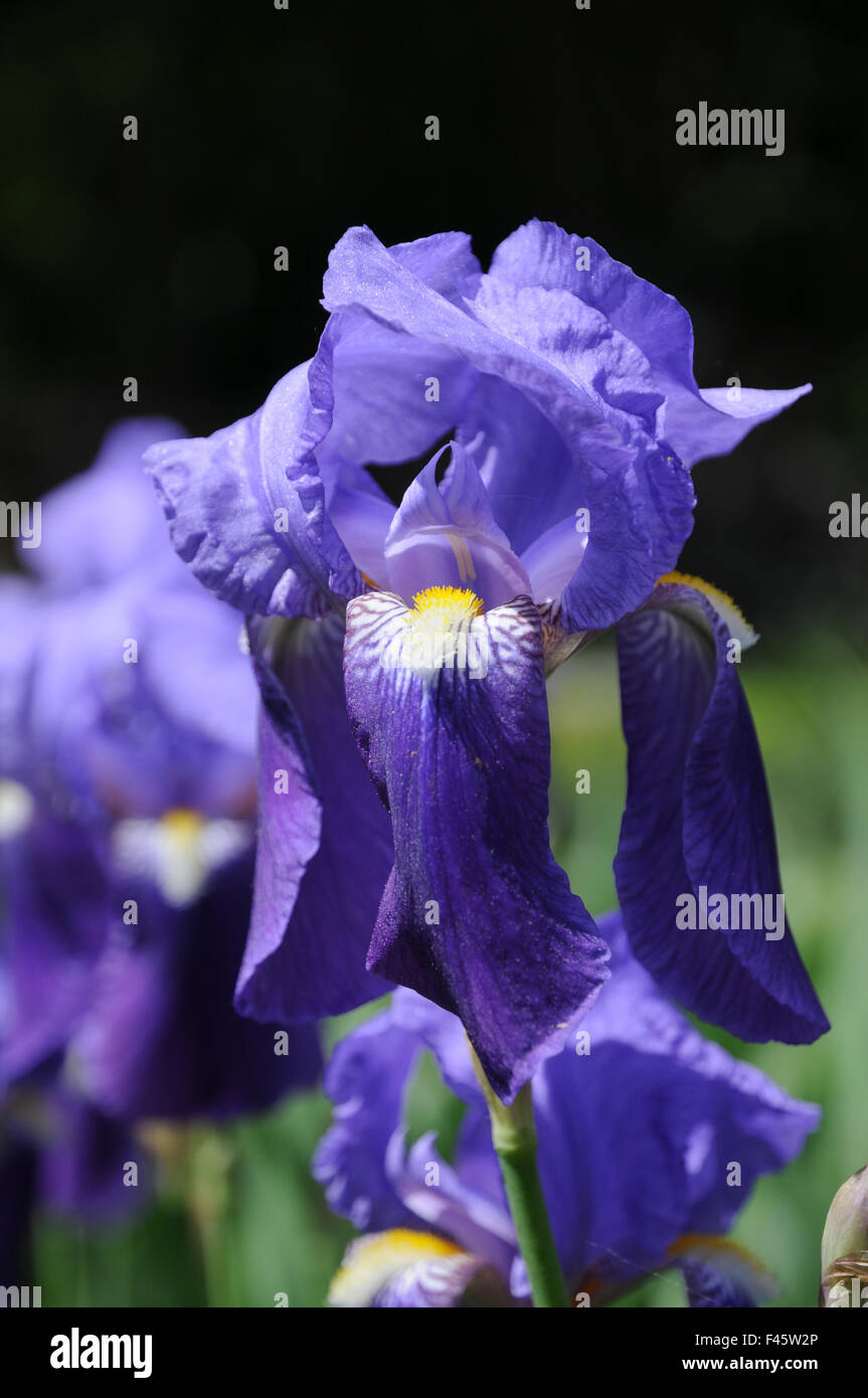 German Iris Iris X Germanica High Resolution Stock Photography and ...