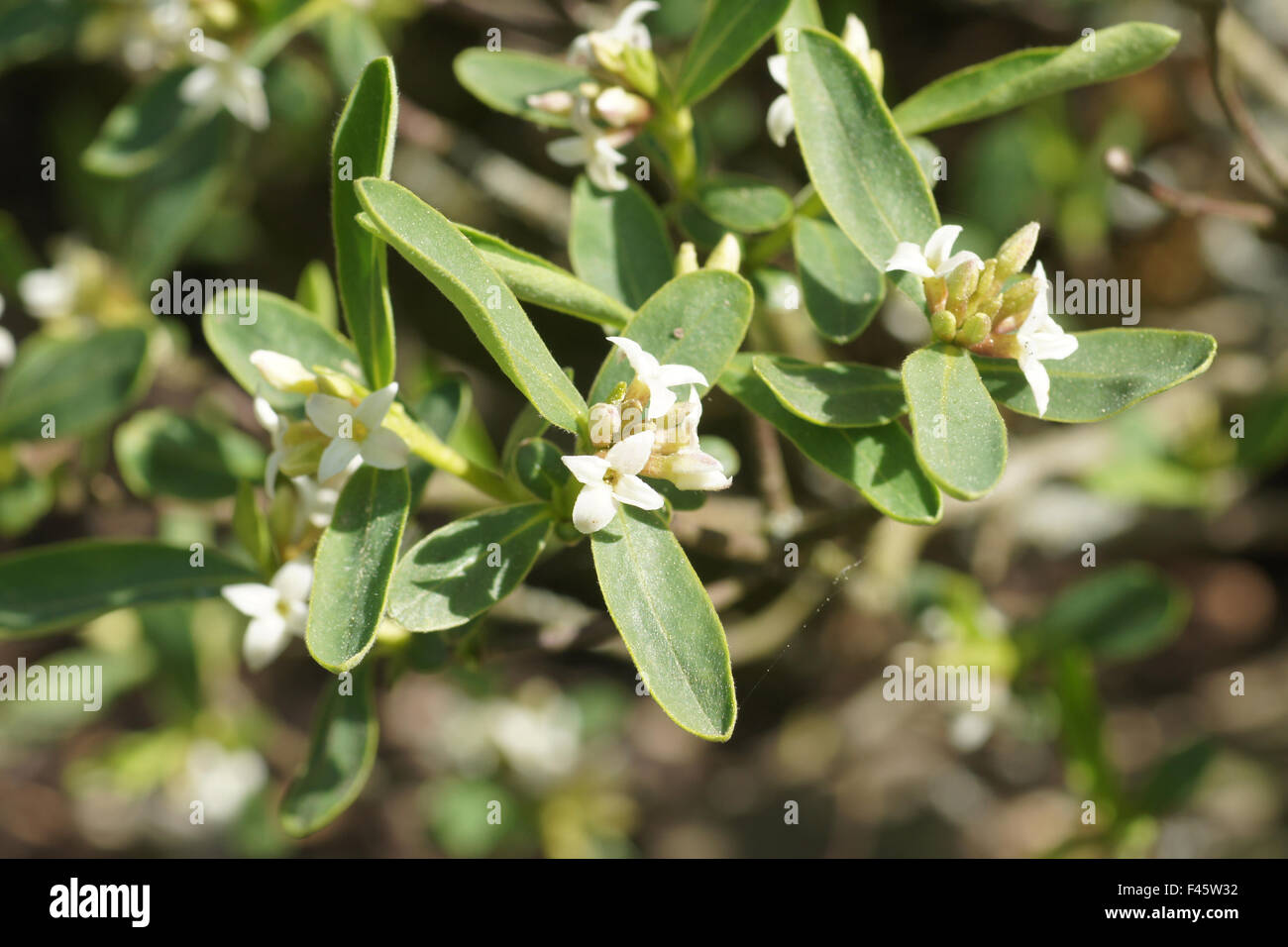 Daphne Alpina High Resolution Stock Photography and Images - Alamy
