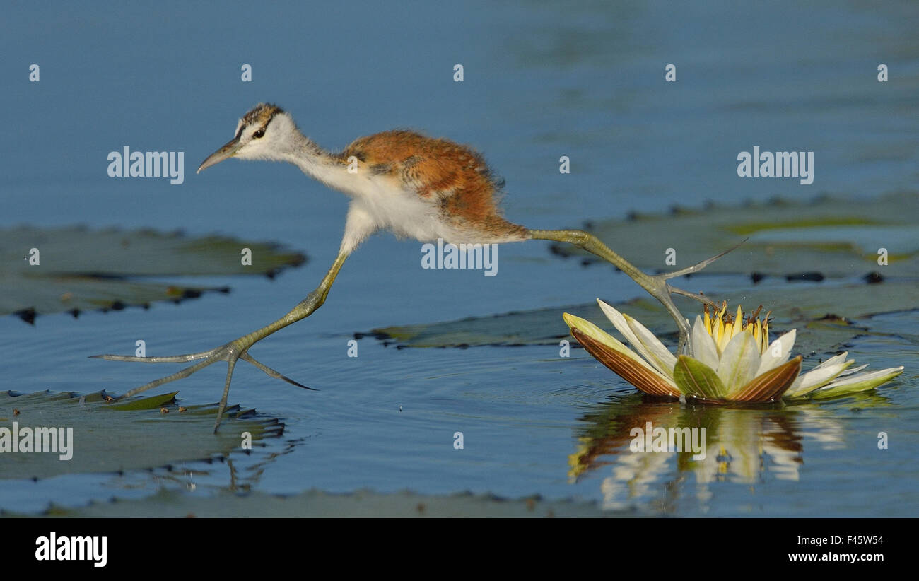 African jacana (Actophilornis africana) chick running between water ...