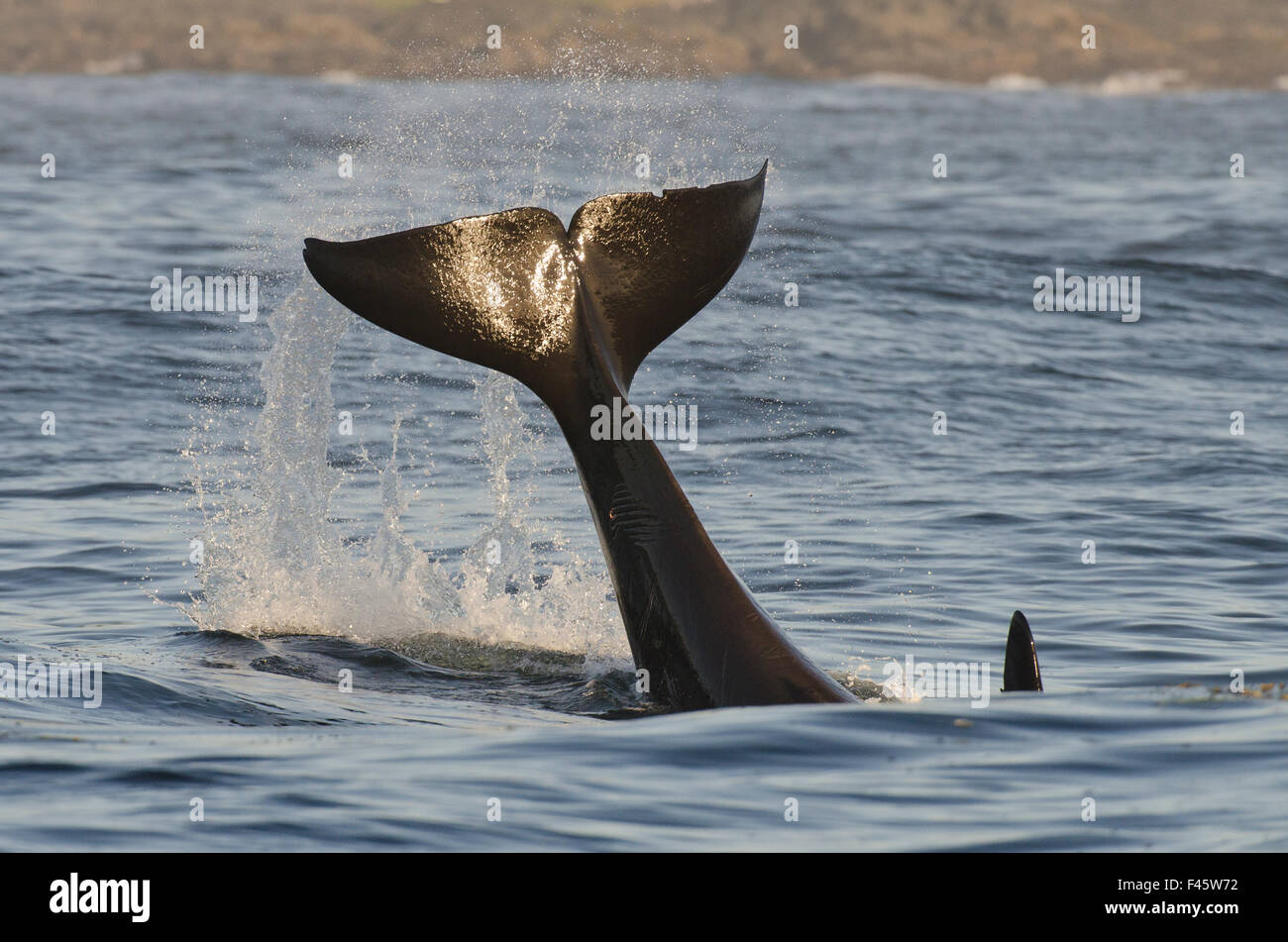 Killer whale (Orcinus orca) tail slapping at sunset, transient race ...