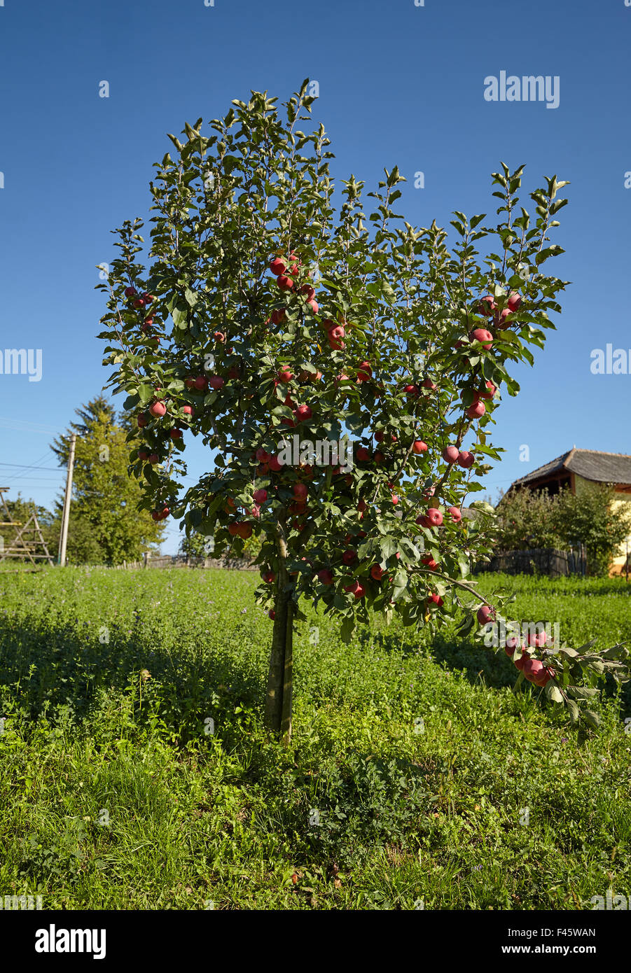Young apple tree with ripe red apples in an orchard Stock Photo - Alamy