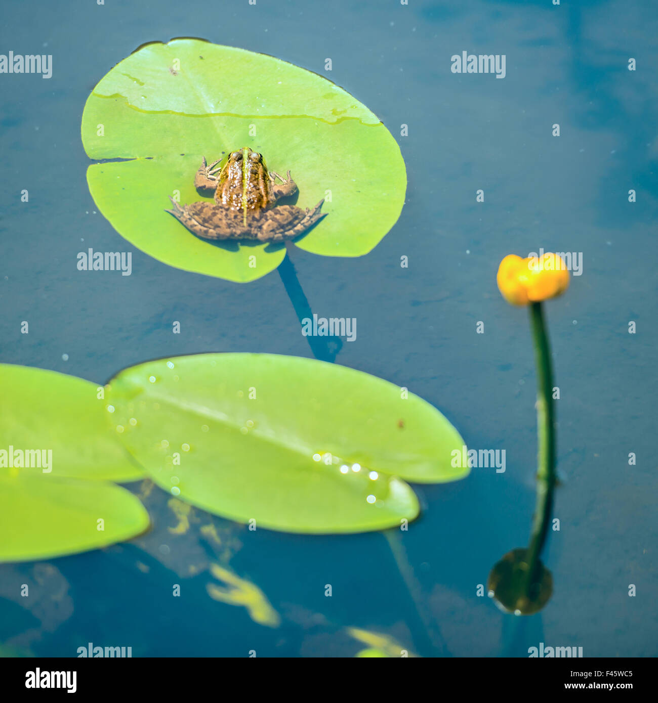 Toad on green leaf plant hi-res stock photography and images - Alamy