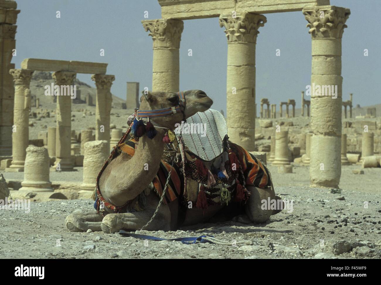SYRIA PALMYRA ROMAN RUINS Stock Photo - Alamy