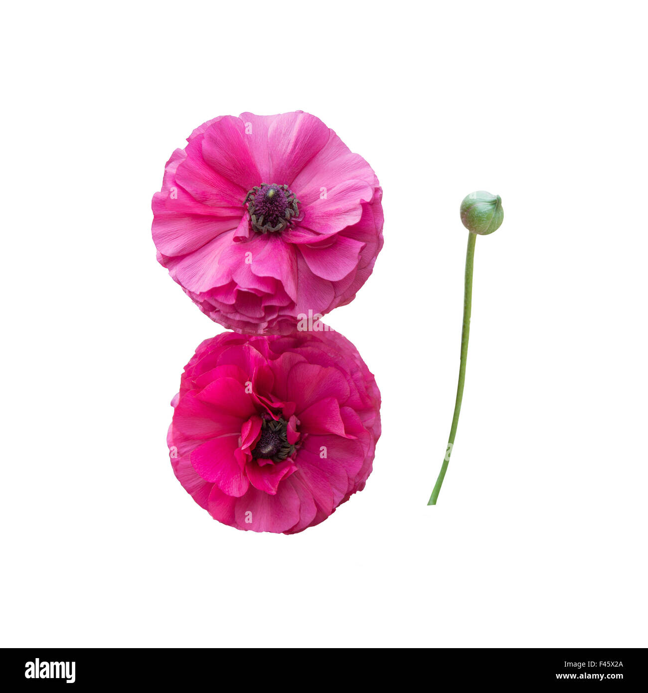 Pink buds flowers bouquet Cut Out Stock Images & Pictures - Alamy