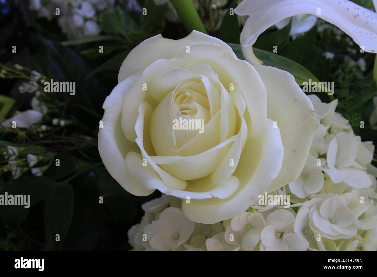 White Rose in a flower arrangement Stock Photo - Alamy