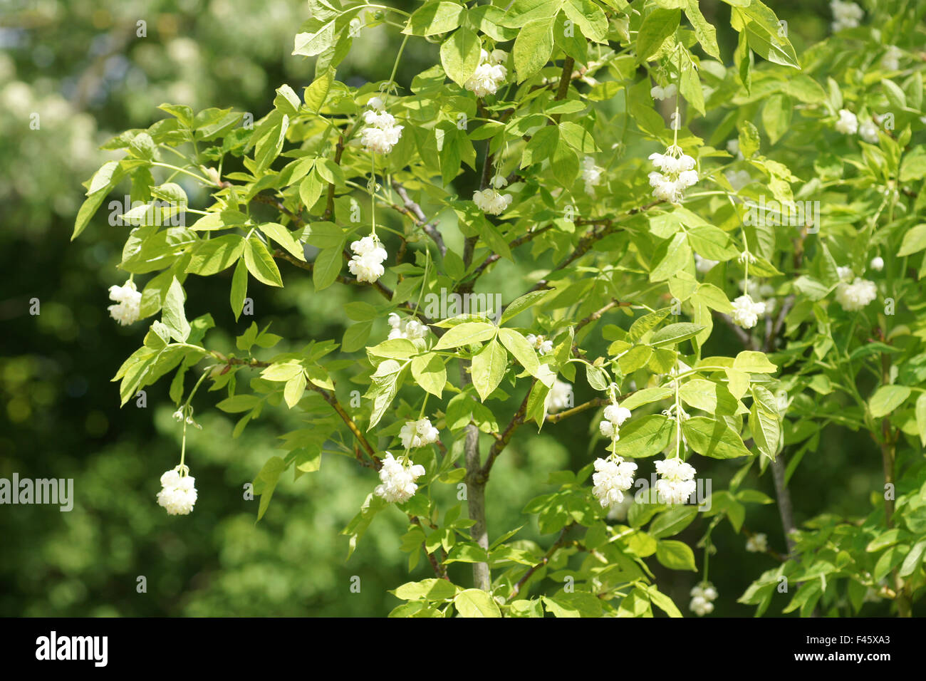 Bladdernuts hi-res stock photography and images - Alamy
