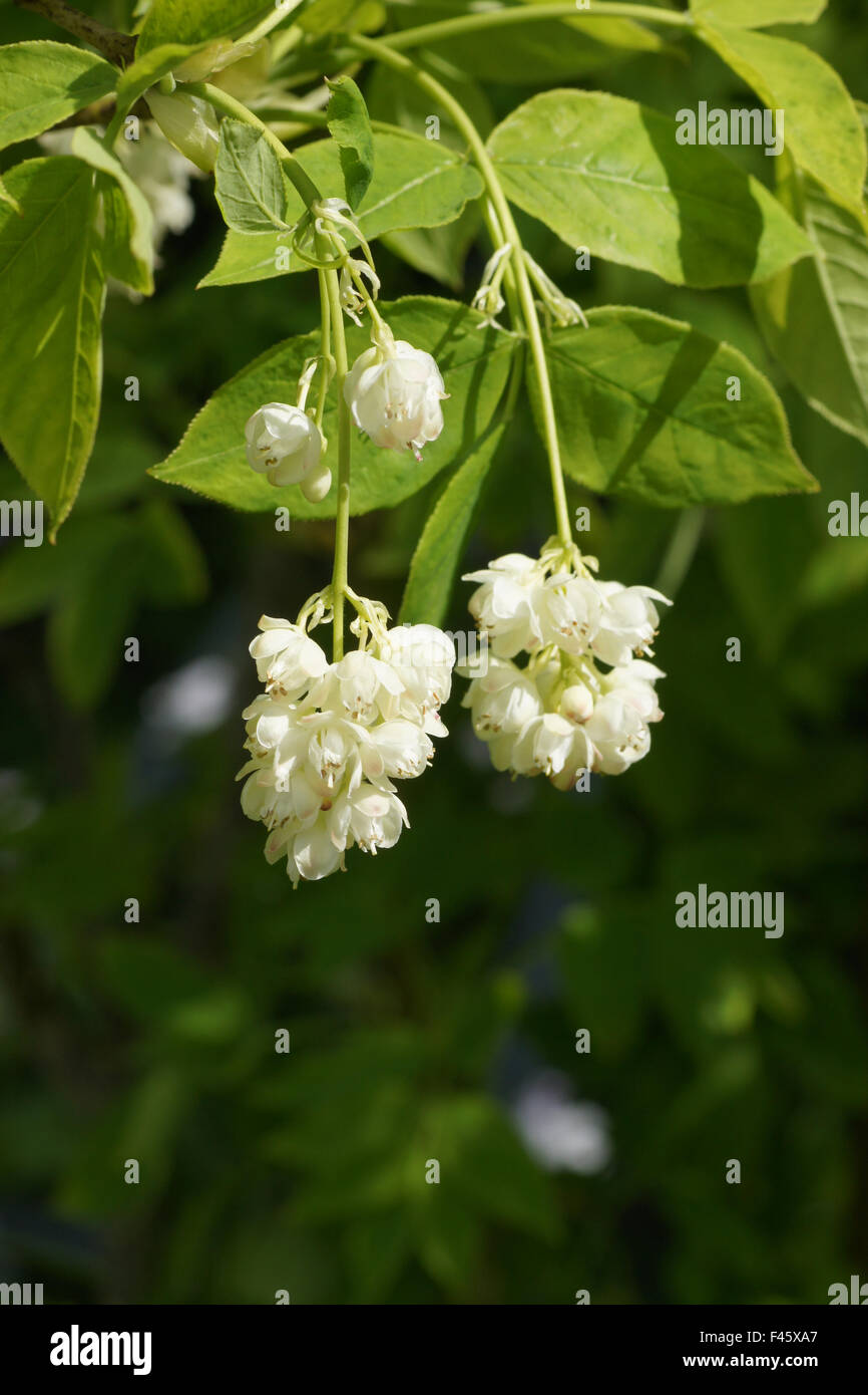 Bladdernut staphylea hi-res stock photography and images - Alamy