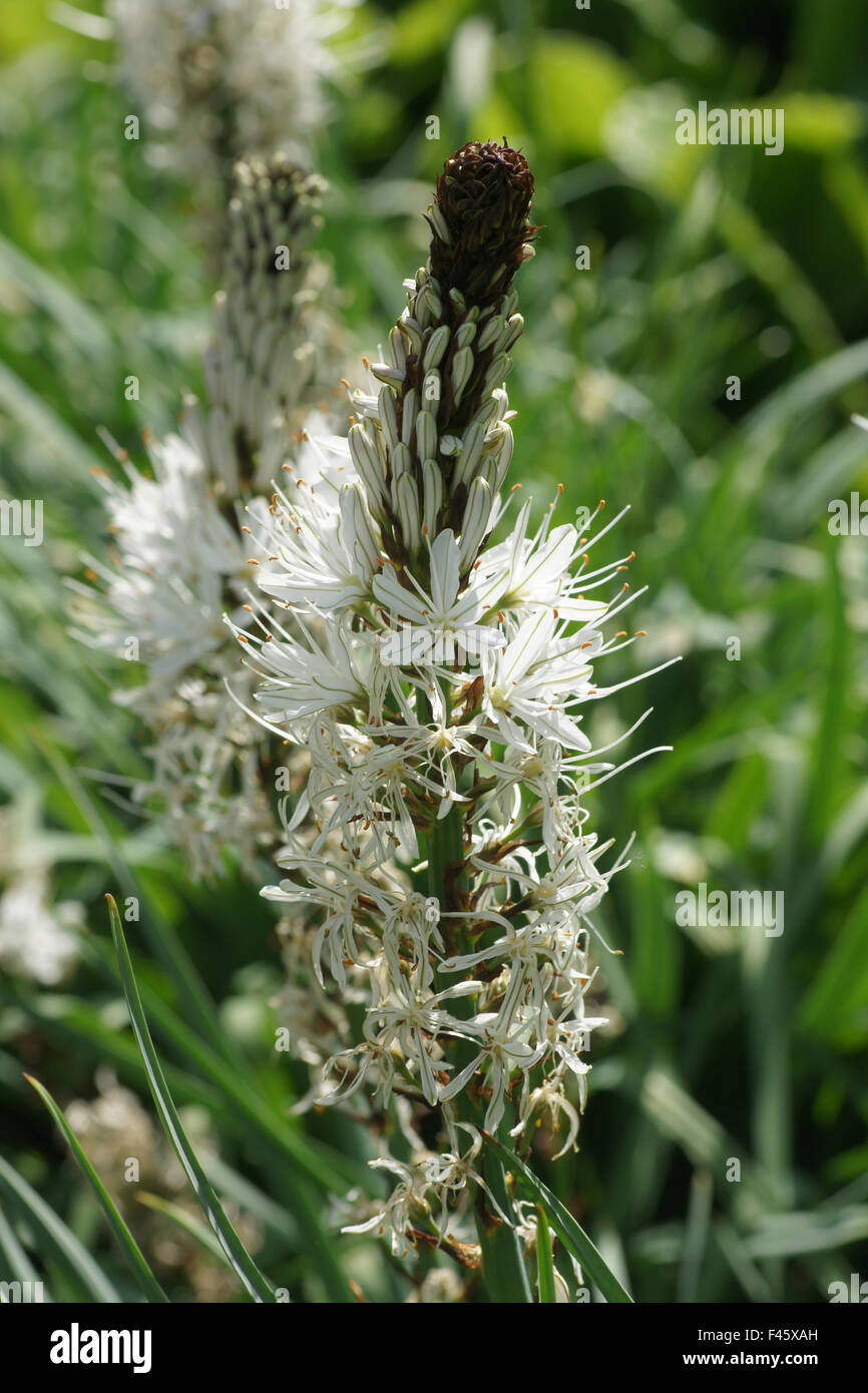 Asphodel lily white flower hi-res stock photography and images - Alamy