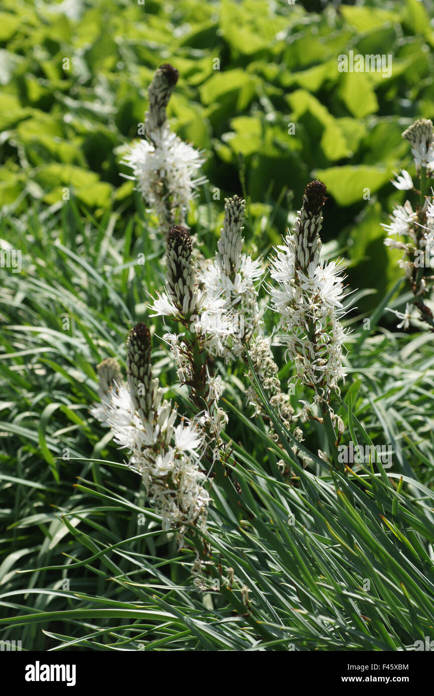White affodil hi-res stock photography and images - Alamy