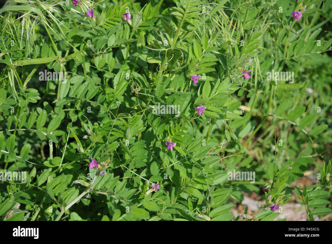 Common vetch hi-res stock photography and images - Alamy