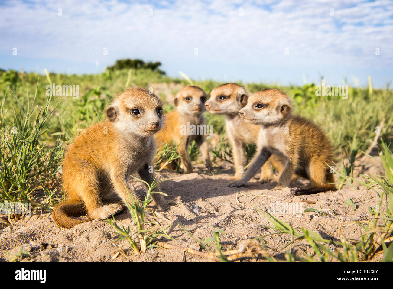 Plotting wildlife hi-res stock photography and images - Alamy