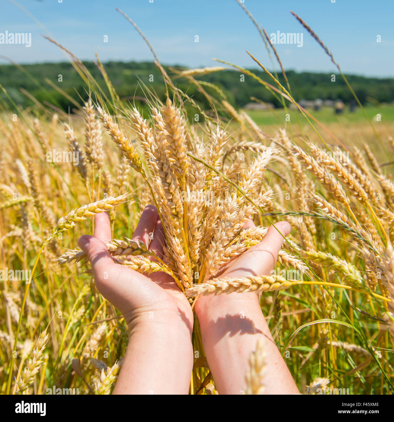 Wheat in the hands Stock Photo - Alamy
