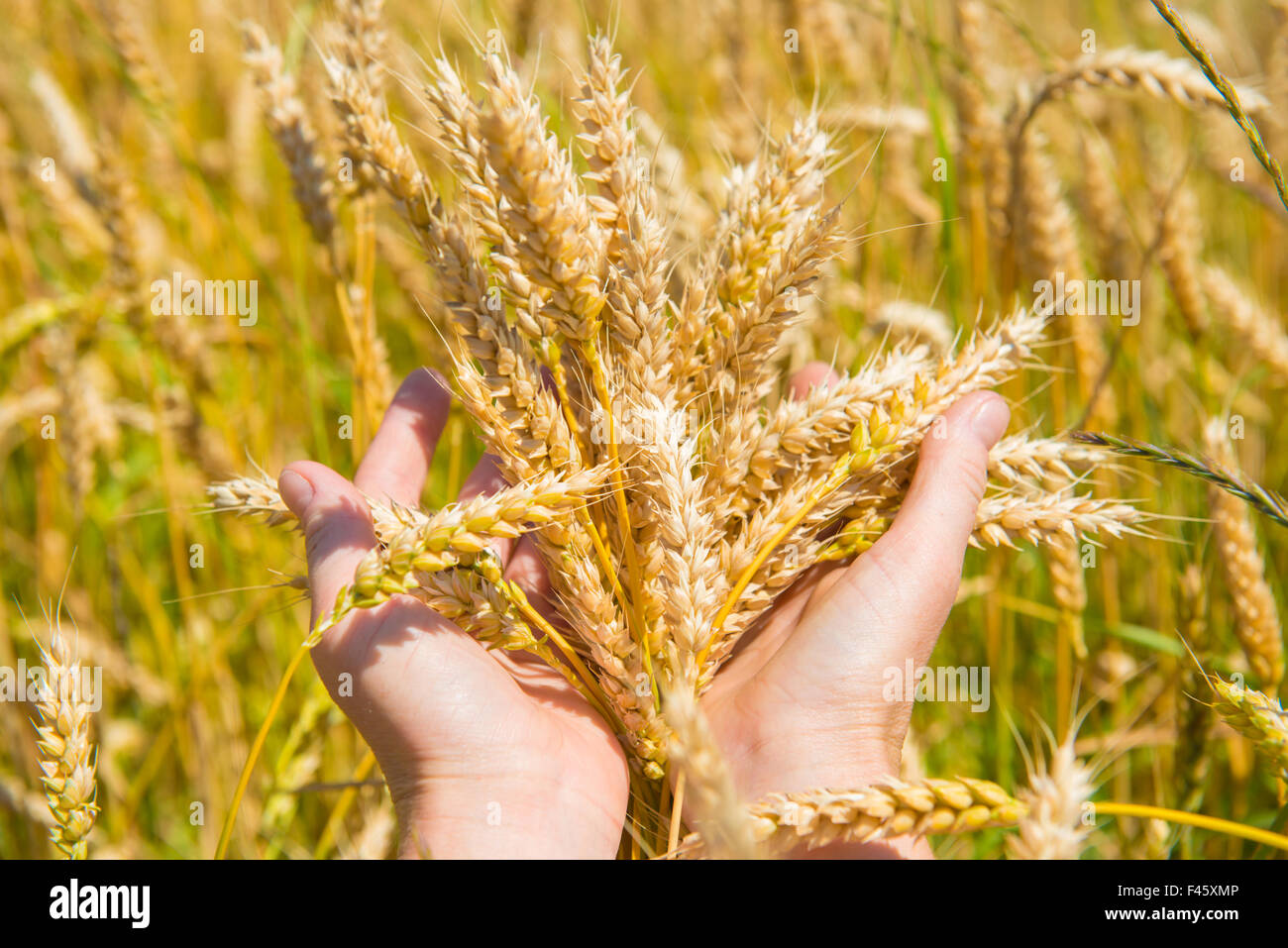 Wheat in the hands Stock Photo - Alamy