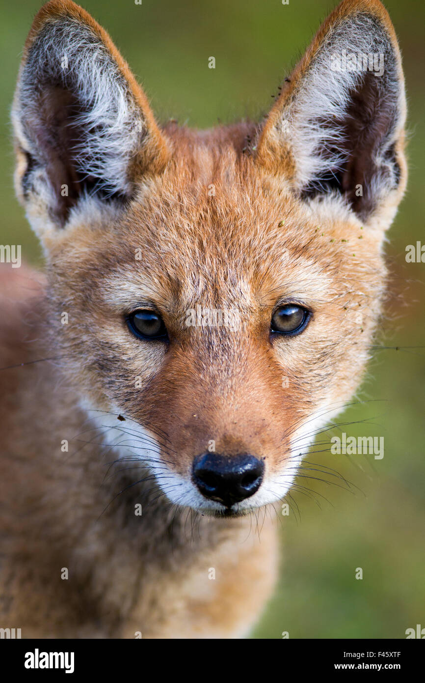 Ethiopian Wolf (Canis simensis) portrait of pup, Bale Mountains ...
