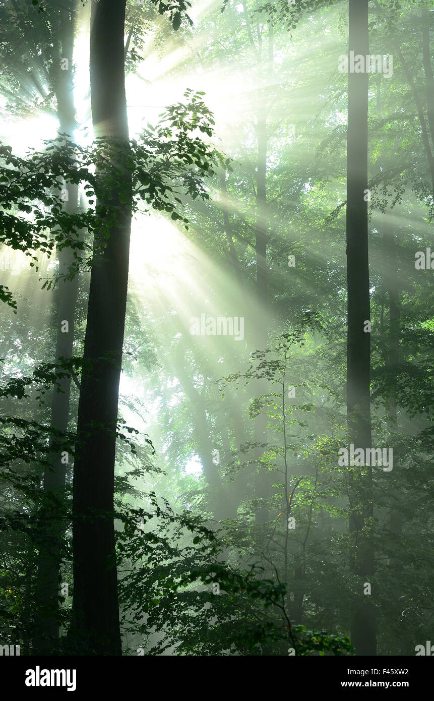 light mood, sunrise; forest Stock Photo - Alamy