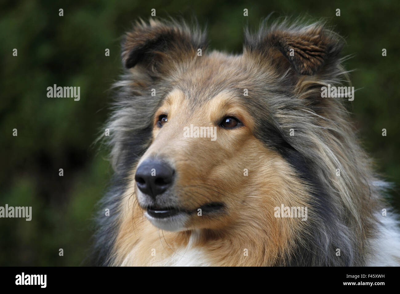 Collie portrat hi-res stock photography and images - Alamy