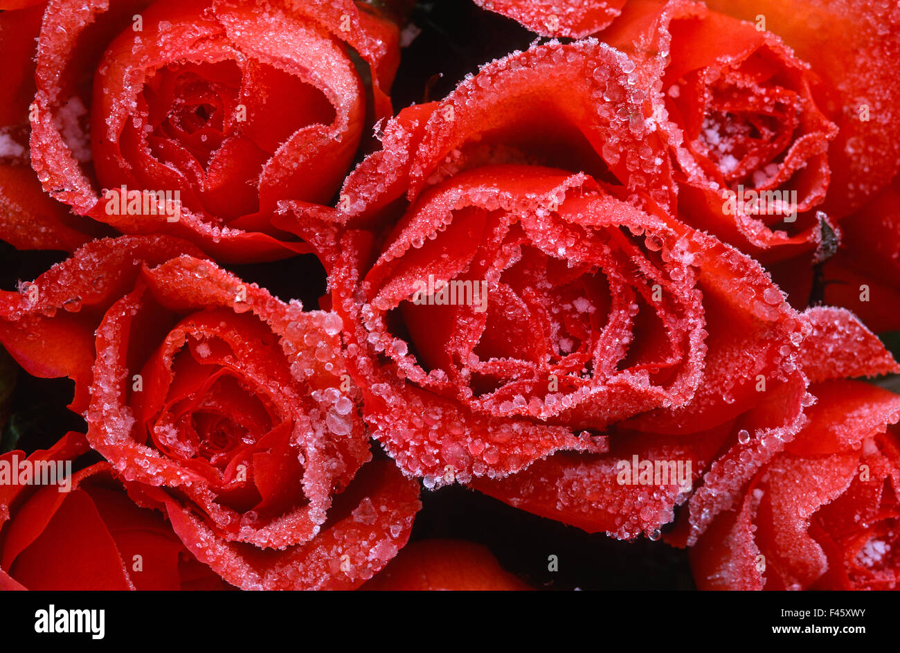 Detail of red roses hi-res stock photography and images - Alamy