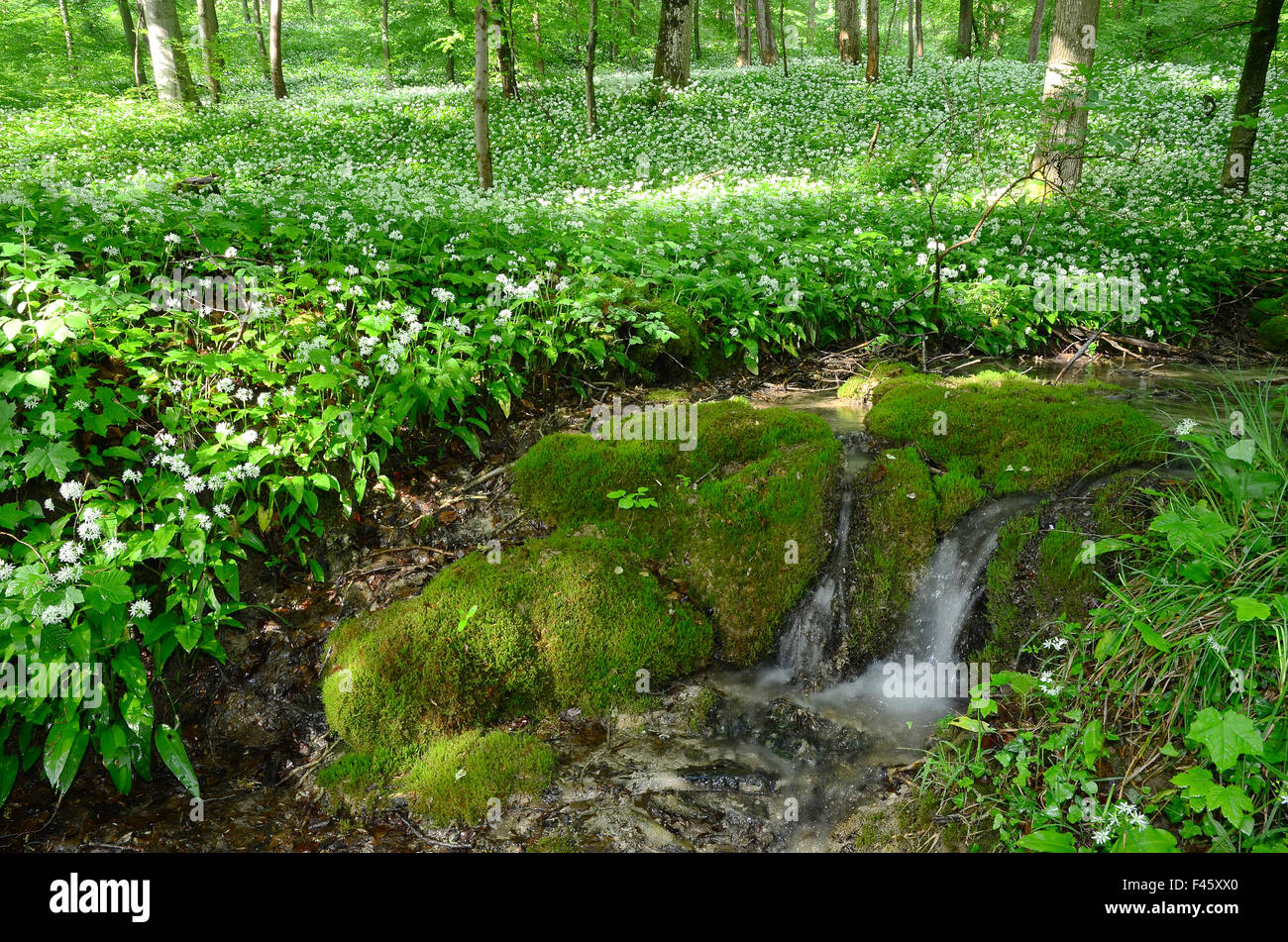 forest landscape, flowers; moss; creek Stock Photo - Alamy