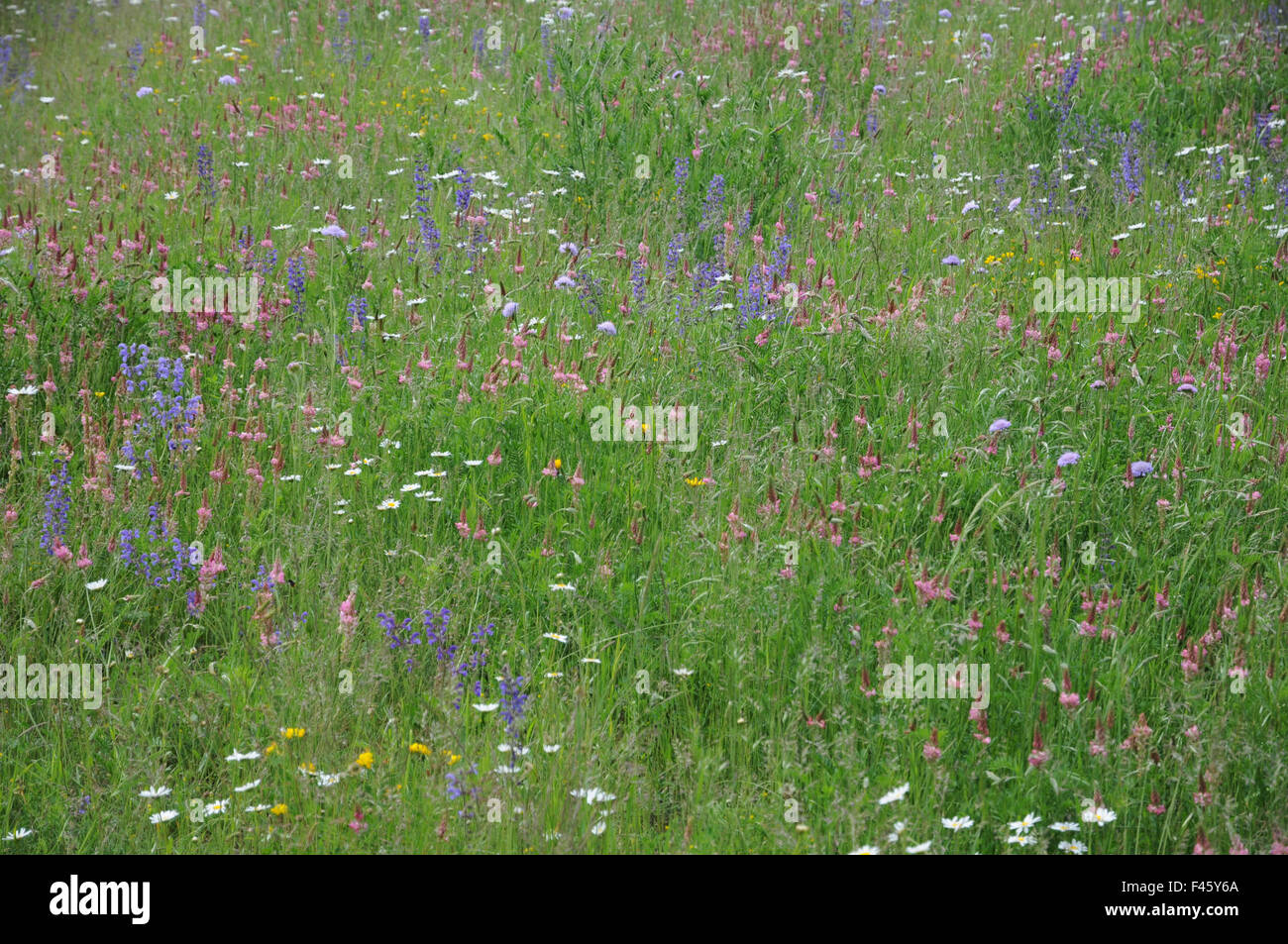Meadow with meadow sage and sainfoin Stock Photo - Alamy