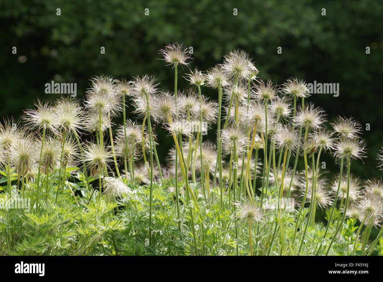 Pasqueflower seeds hi-res stock photography and images - Alamy