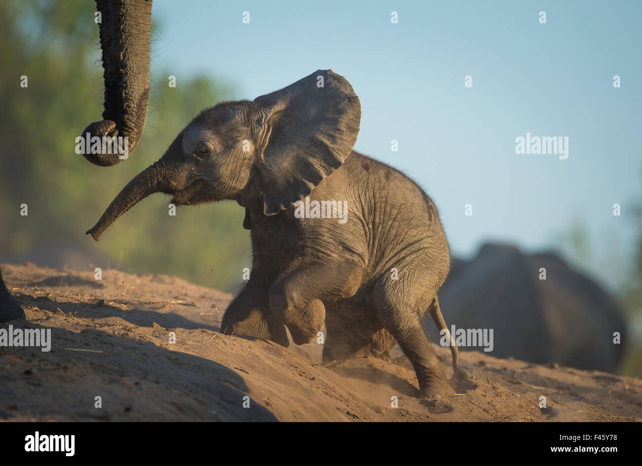 Baby African elephant (Loxodonta africana), climbing up a riverbank ...