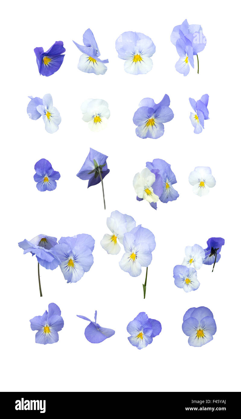 Blue pansy hi-res stock photography and images - Alamy