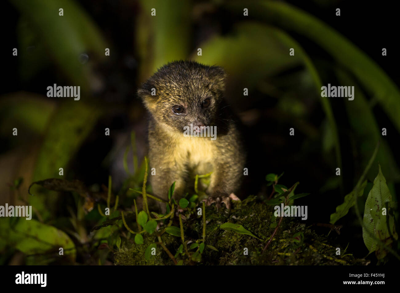 Olinguito (Bassaricyon neblina) in a tree at night, recently discovered ...