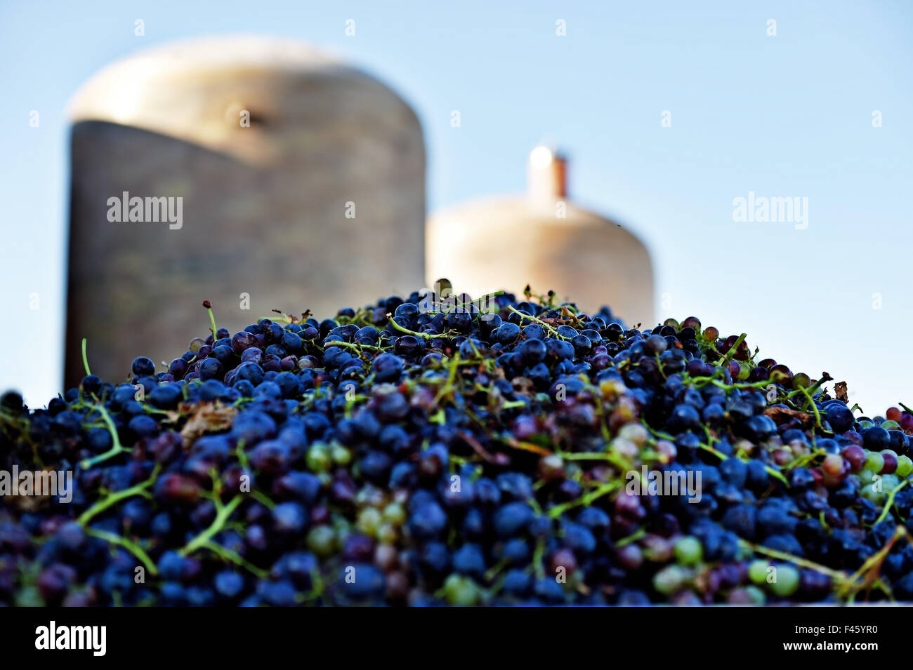 Heap of barely harvested red grapes with industrial fermentation tanks ...