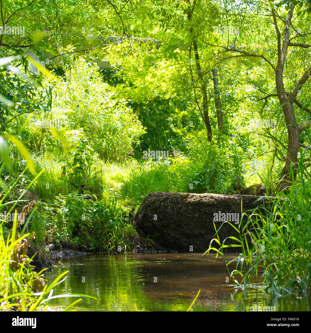 Stream in the tropical forest Stock Photo - Alamy