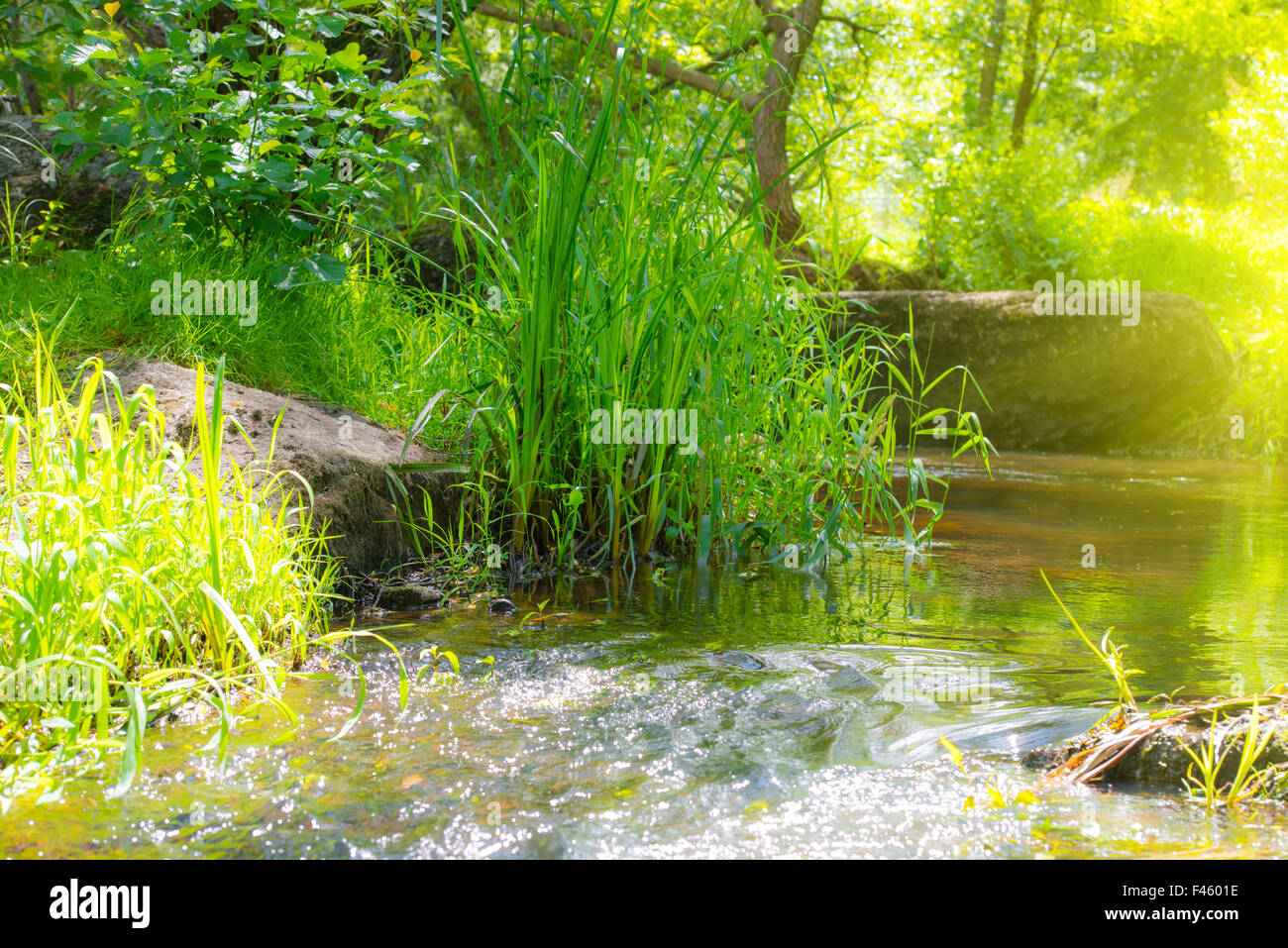 Stream in the tropical forest Stock Photo - Alamy