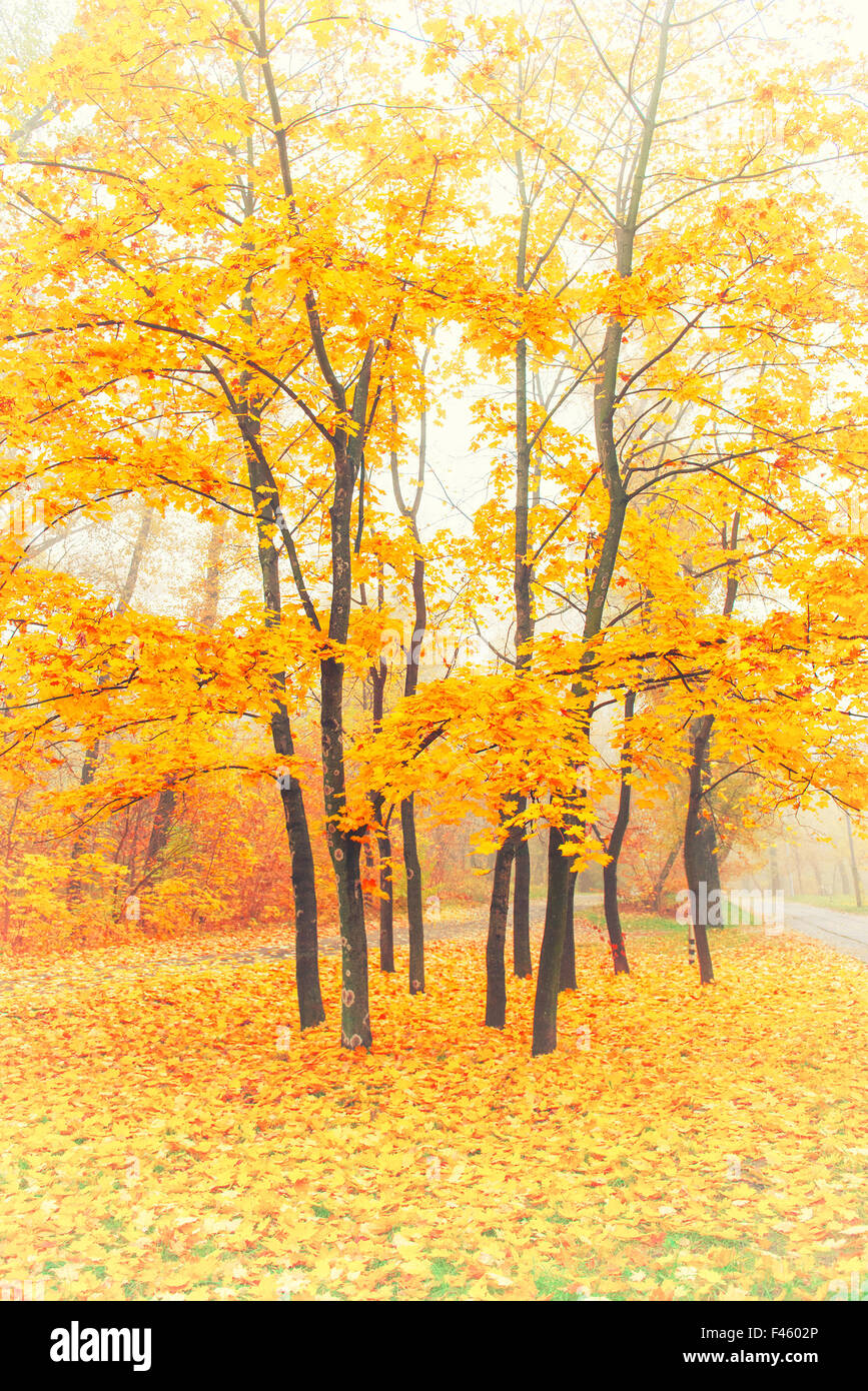 Beautiful autumn forest Stock Photo - Alamy