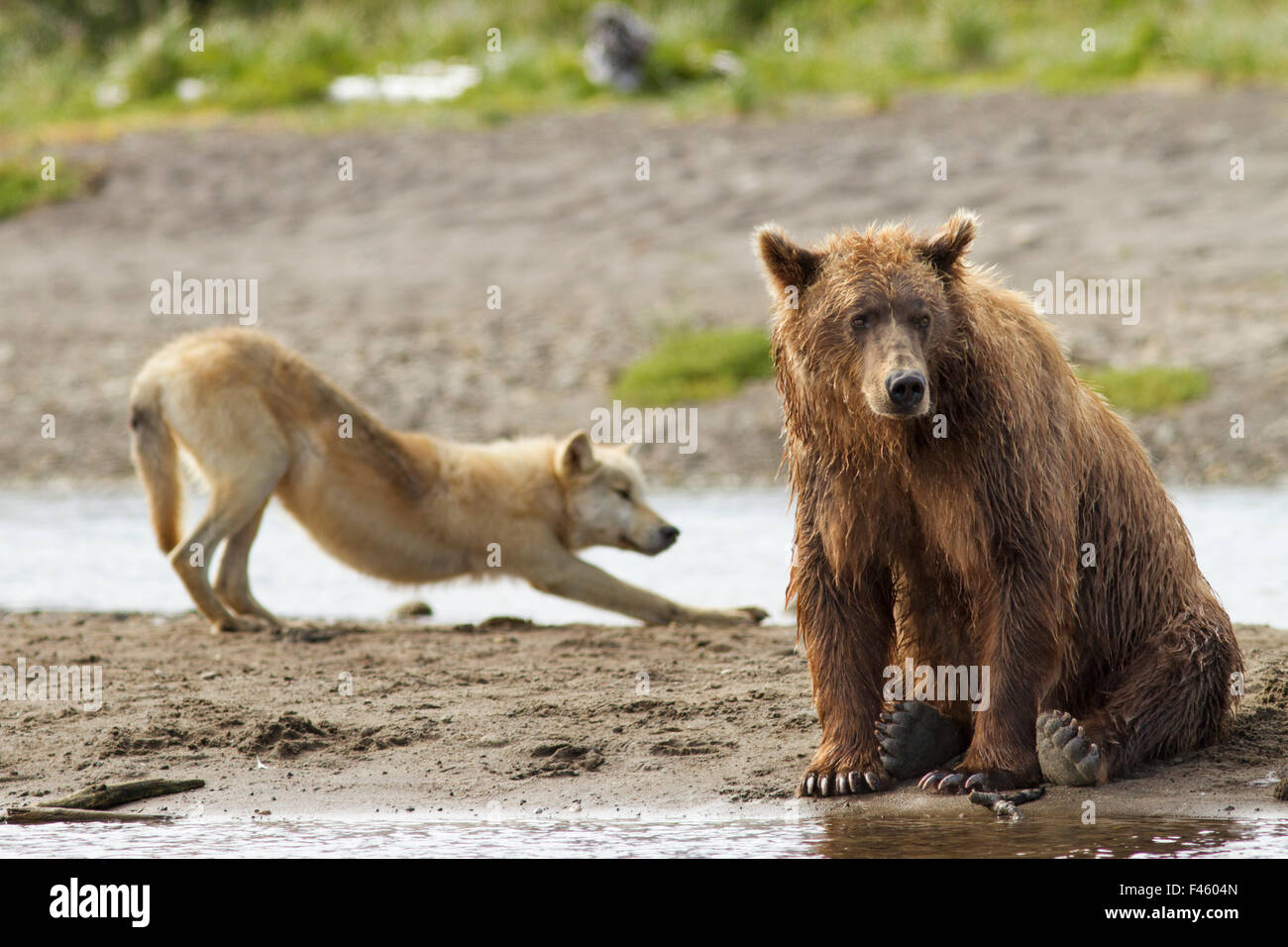 Grizzly Bear Vs Wolf