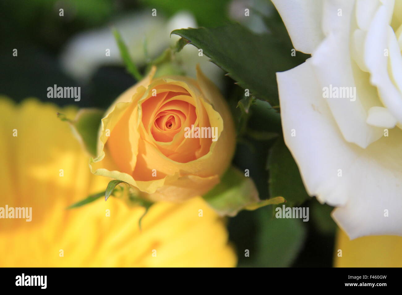 Beautiful yellow rose in a flower arrangement Stock Photo - Alamy