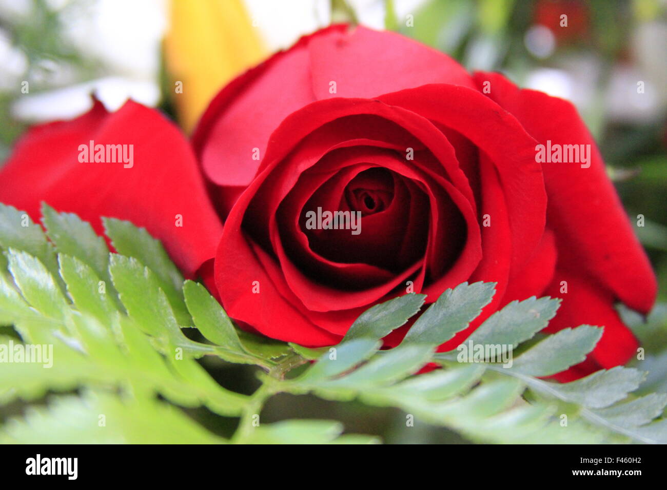 Single red roses mothers day hi-res stock photography and images - Alamy
