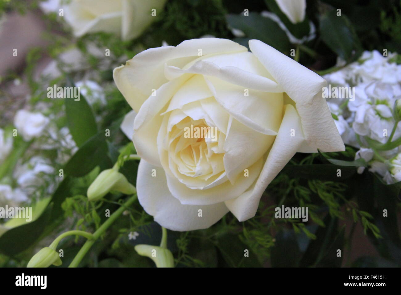 White Rose in a flower arrangement Stock Photo - Alamy